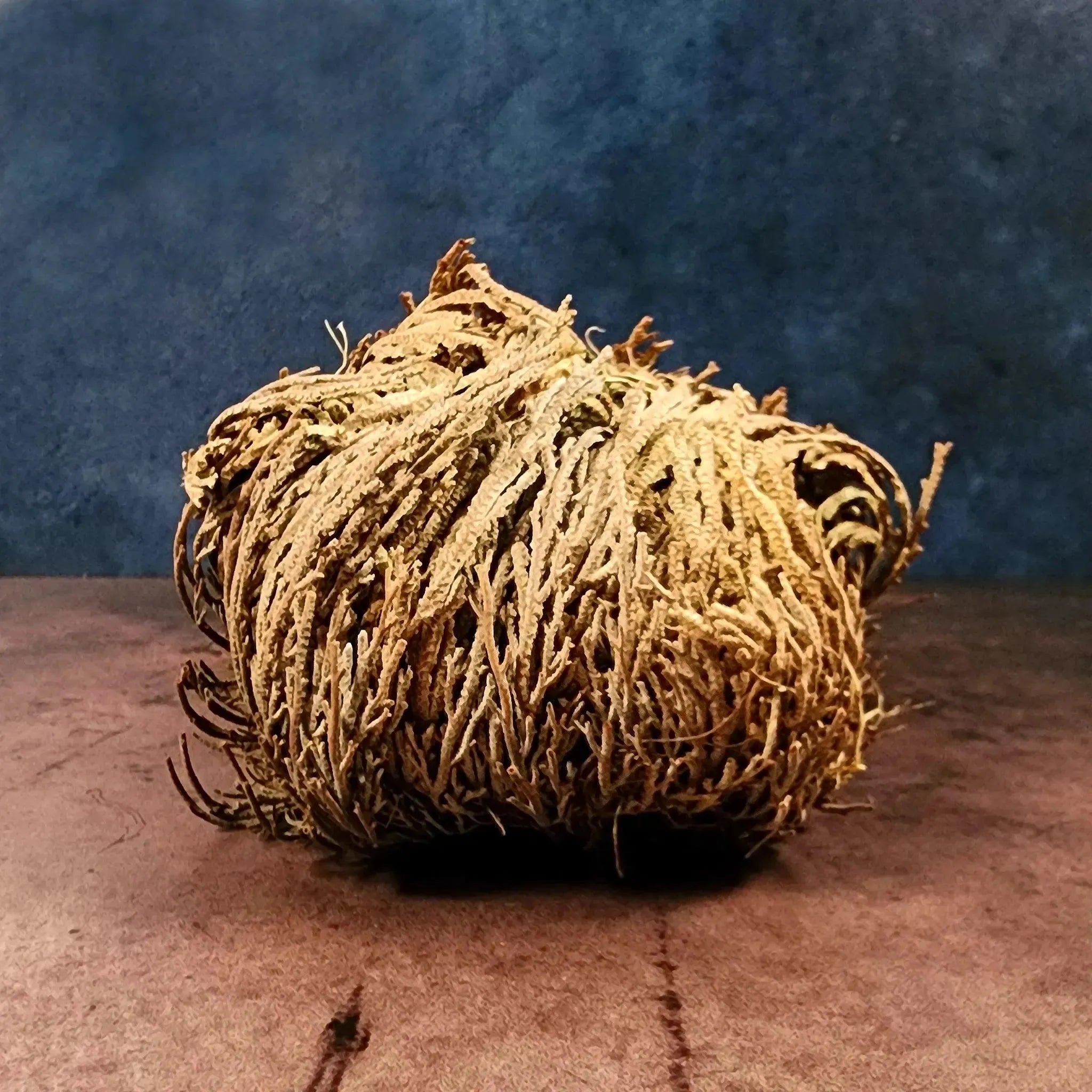 Rose of Jericho Plant for Abundance, Protection and Blessings – Art Of ...